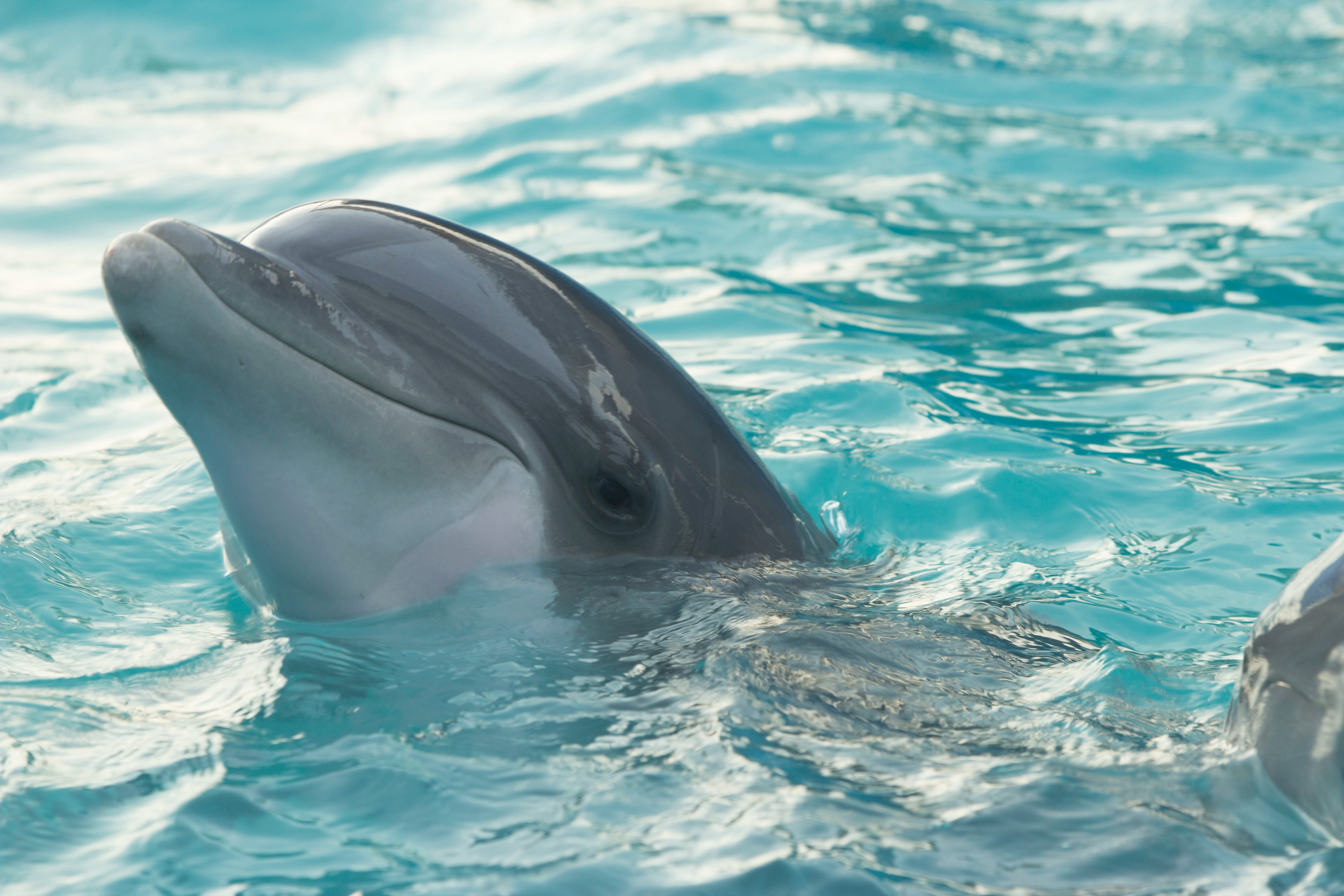 Tips for Spotting Dolphins in Destin, FL